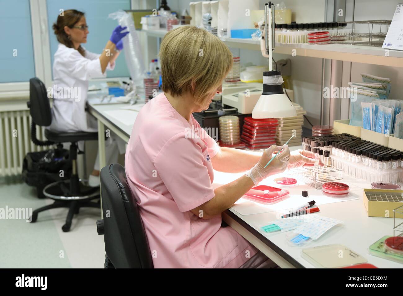 Antibiogram antibiotic sensitivity test Banque de photographies et d ...