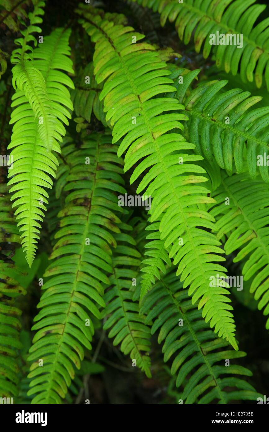 Polypodium vulgare leaf fern Banque de photographies et d’images à ...