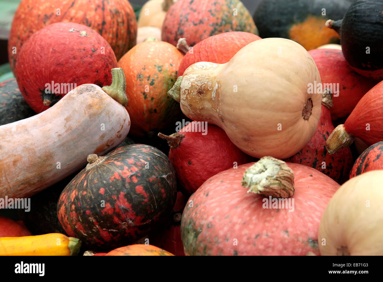 Assortiment de différents types de cucurbitacées, citrouilles, courges ...