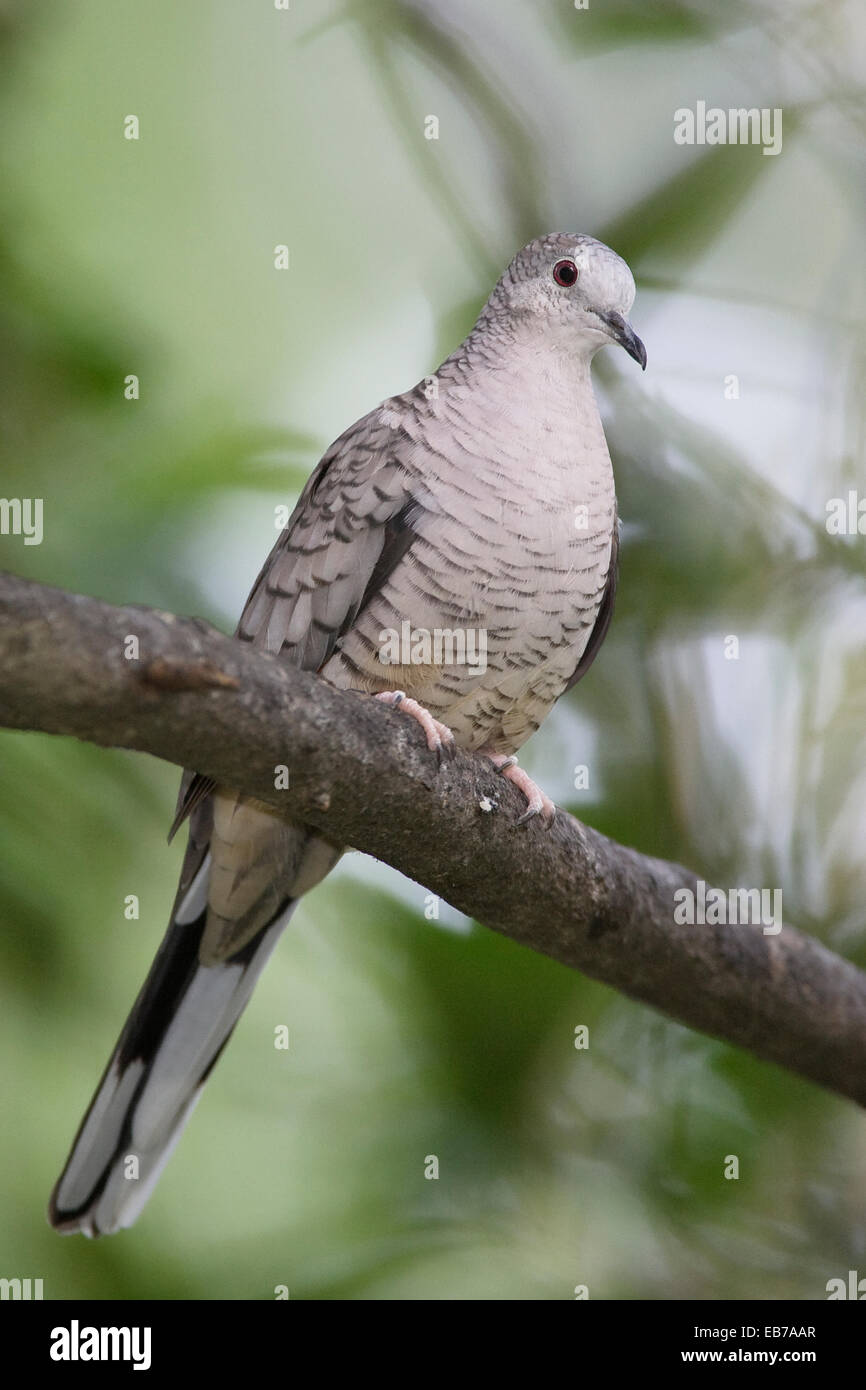 Columbina inca Banque de photographies et d’images à haute résolution ...