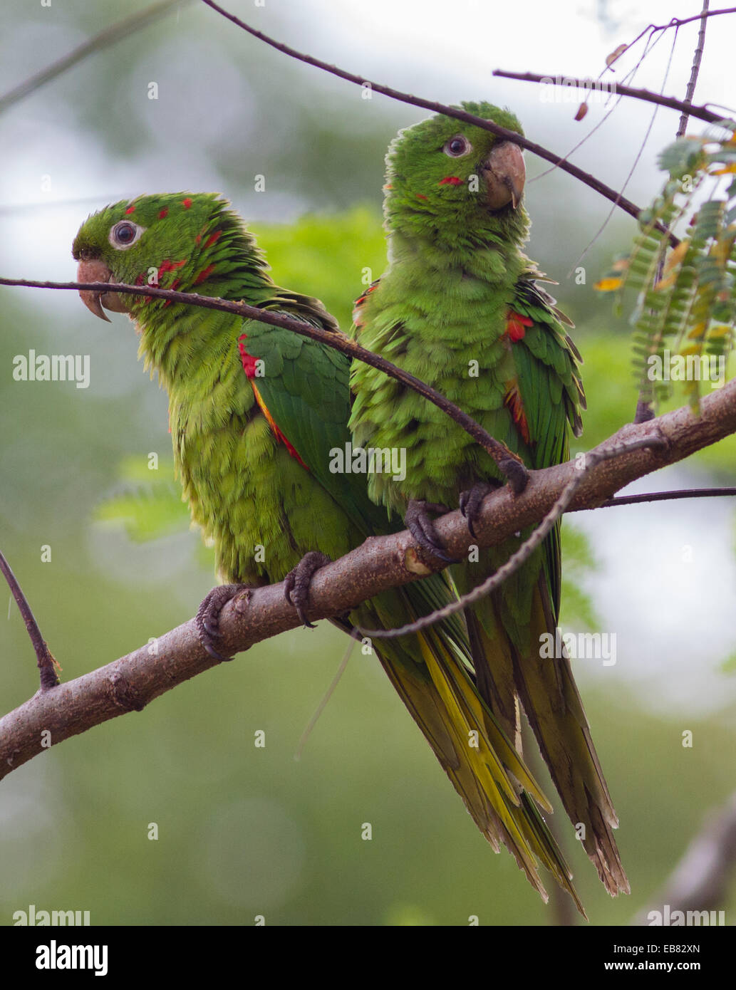 Perruche blanche Banque de photographies et d’images à haute résolution ...