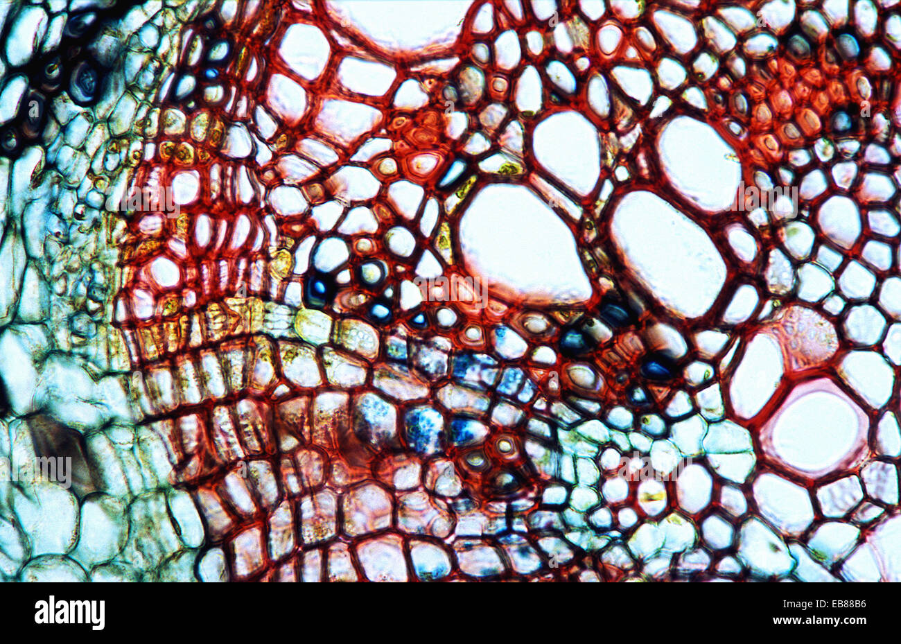 Phloem Tissue Banque d'image et photos - Alamy