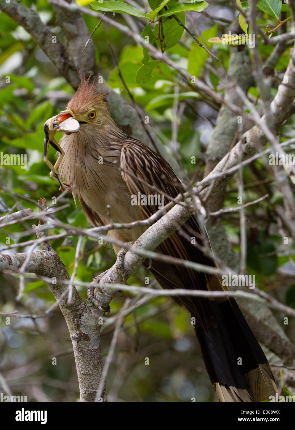 Guira guira Banque de photographies et d’images à haute résolution - Alamy