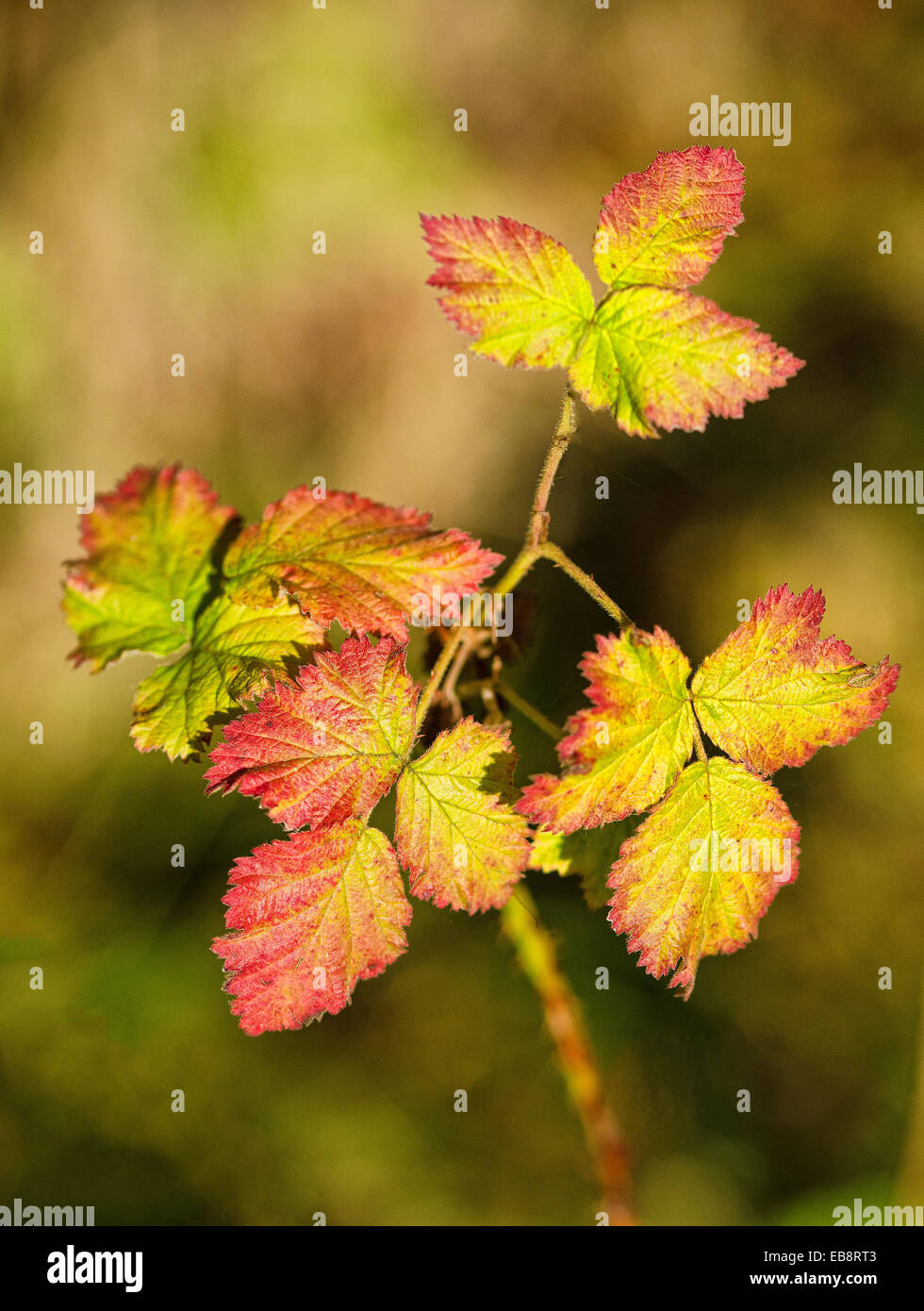 Feuilles de ronces d'automne Banque de photographies et d’images à ...