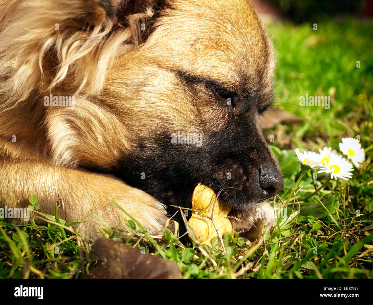 Petit chien en train de manger Banque de photographies et d’images à ...