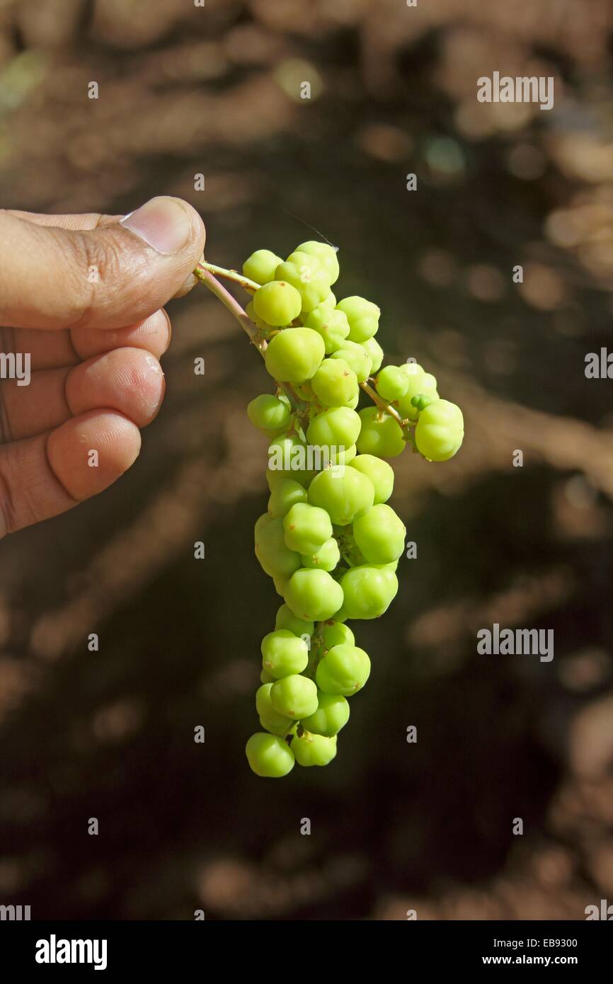 Groseille de tahiti Banque de photographies et d’images à haute ...