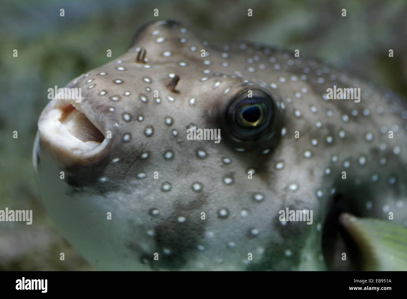 Portrait de poisson puffer poison Banque de photographies et d’images à ...