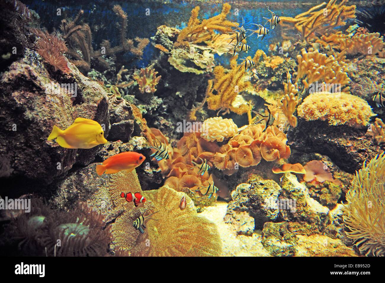 Vie aquatique Banque de photographies et d’images à haute résolution ...