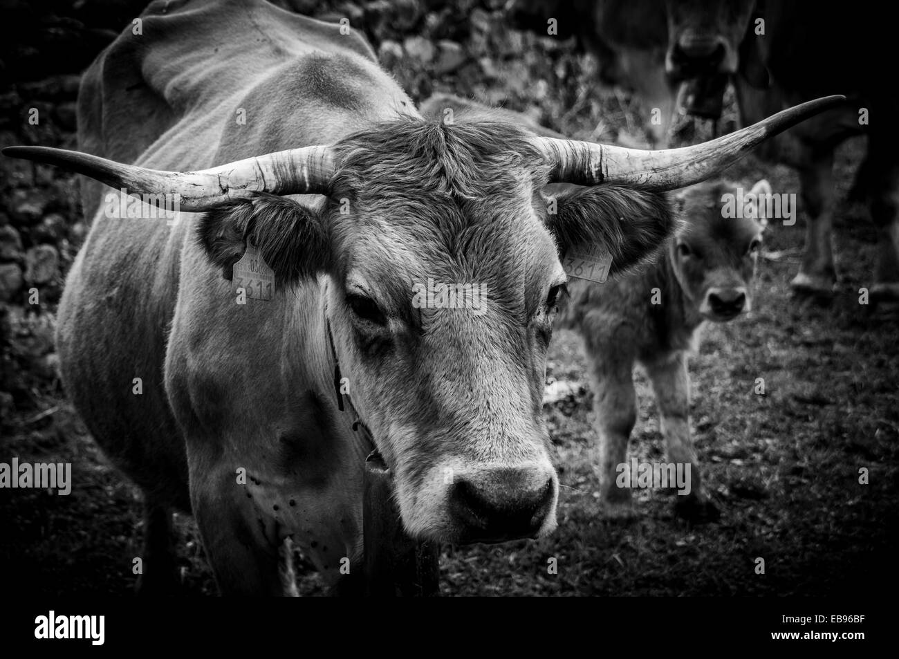 Potrait d'une vache Banque de photographies et d’images à haute ...