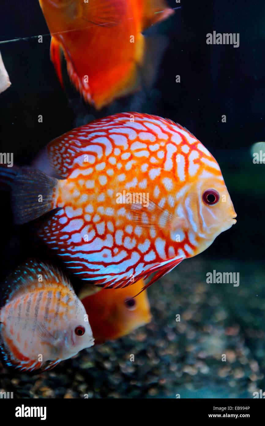 Blue discus symphysodon aequifasciatus Banque de photographies et d ...