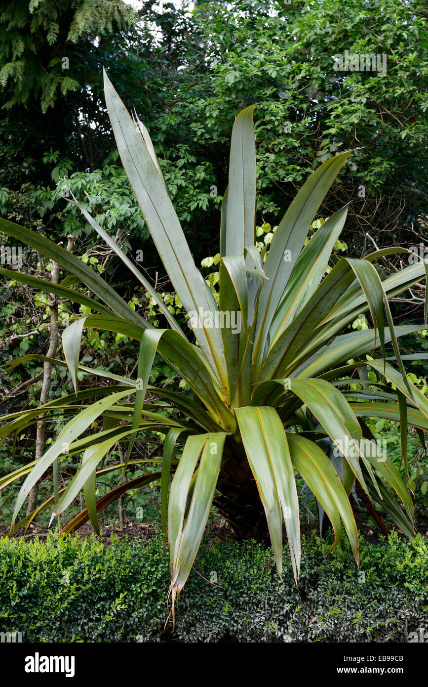 Arbre de lin Banque de photographies et d’images à haute résolution - Alamy