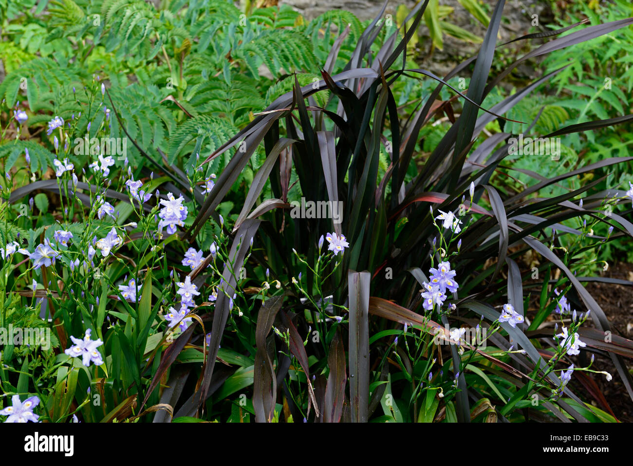 Iris confusa martyn rix Banque de photographies et d’images à haute ...
