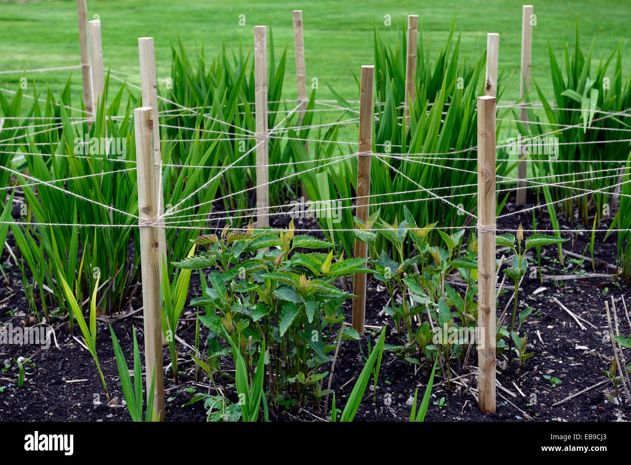 Pieu de bois bois jalonnés string prise en charge de cette plantes ...