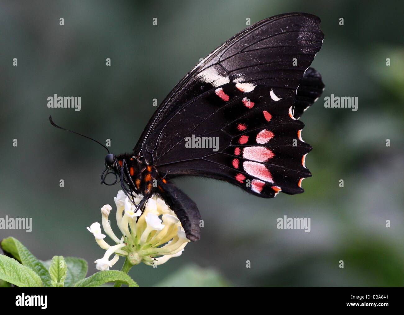 Nouveau Monde Ruby-spotted Swallowtail Butterfly (Papilio anchisiades ...
