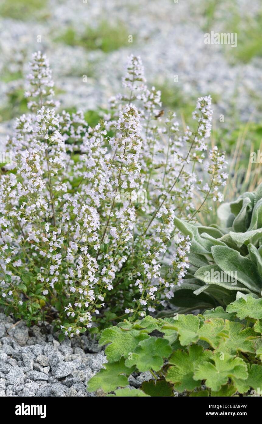 Lesser calamint calamintha nepeta Banque de photographies et d’images à ...