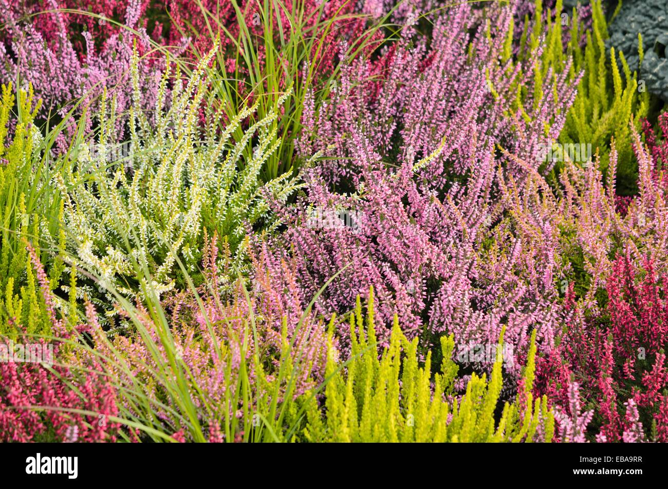 Calluna vulgaris Banque de photographies et d’images à haute résolution ...