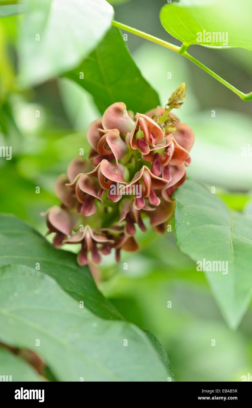 Apios apios Banque de photographies et d’images à haute résolution - Alamy