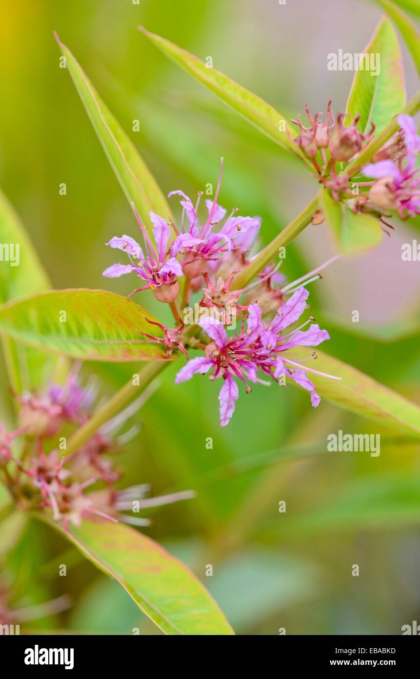 Decodon verticillatus Banque de photographies et d’images à haute ...