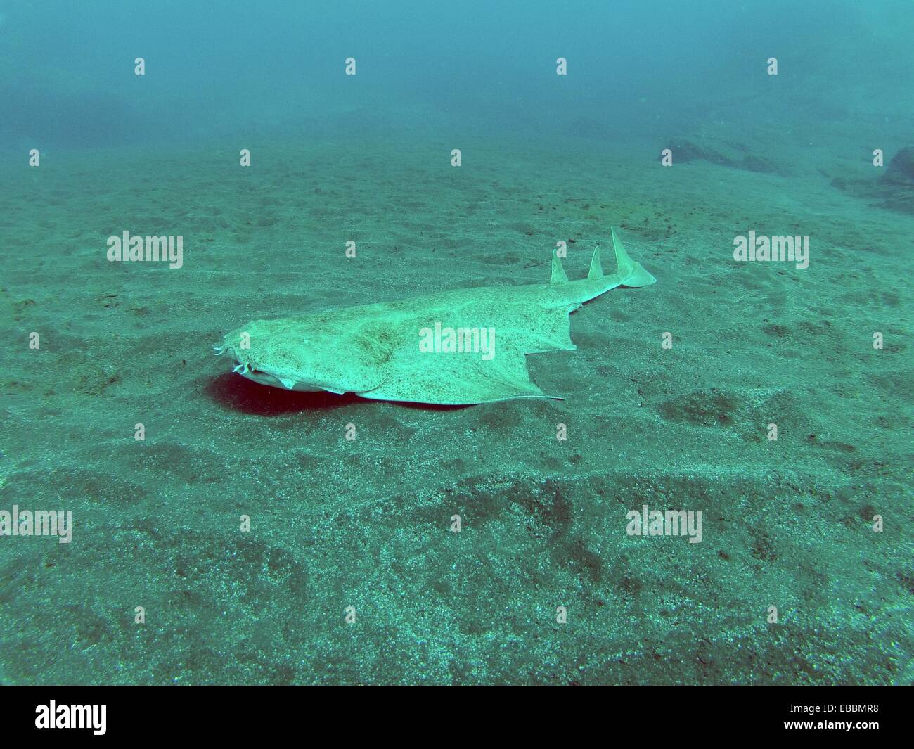 Requin ange squatina squatina Banque de photographies et d’images à ...