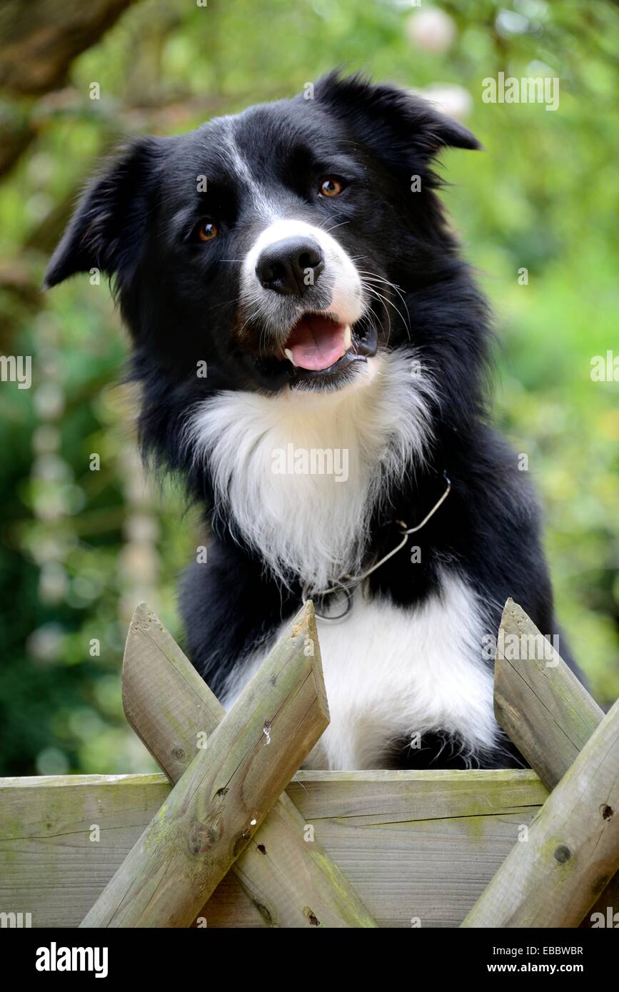 Behind the fence Banque de photographies et d’images à haute résolution - Alamy