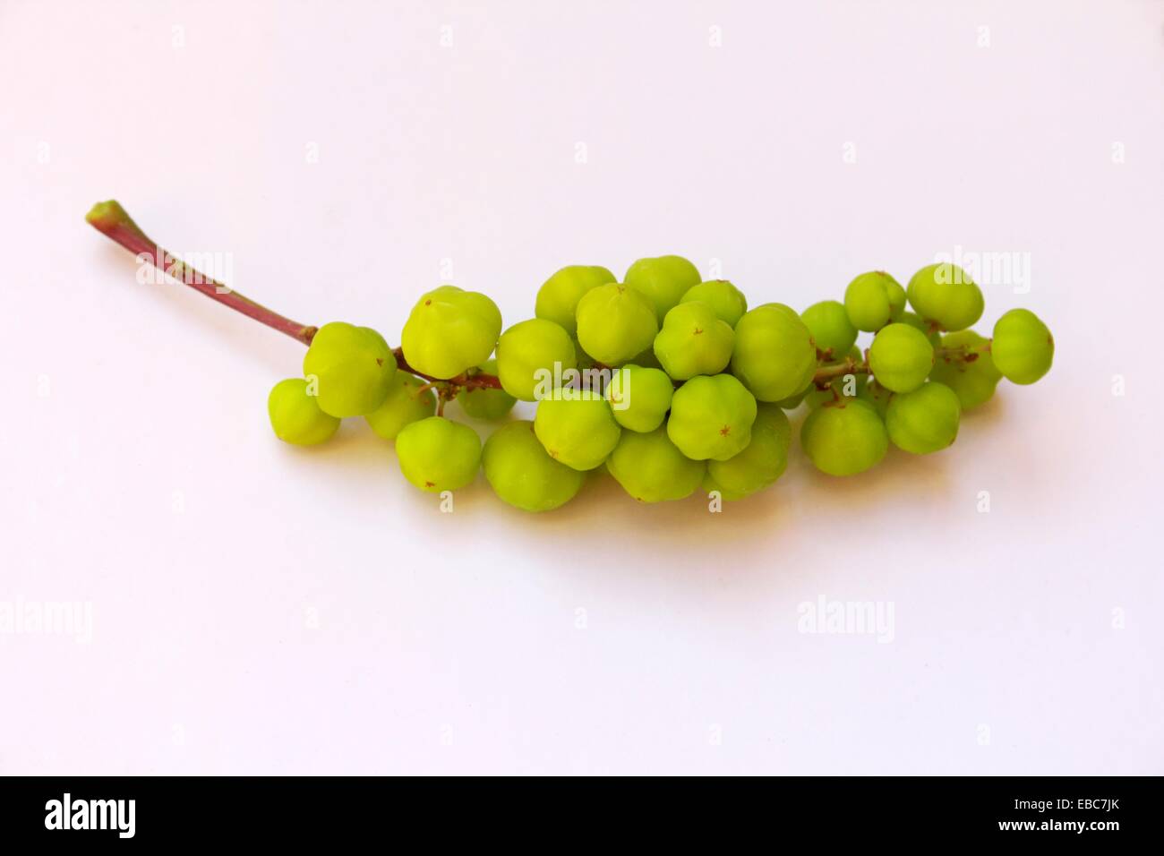 Groseille de tahiti Banque d'image et photos - Alamy