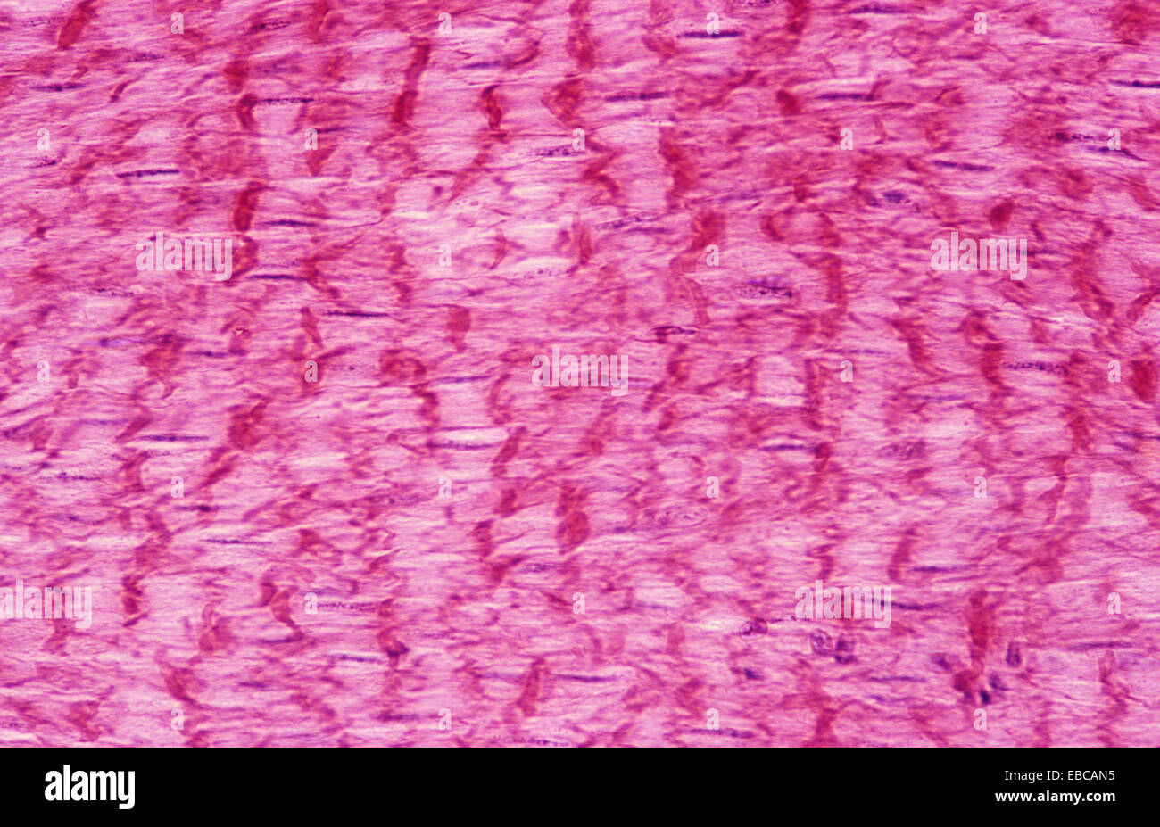 Cellule Du Corps Humain Banque d'image et photos - Alamy