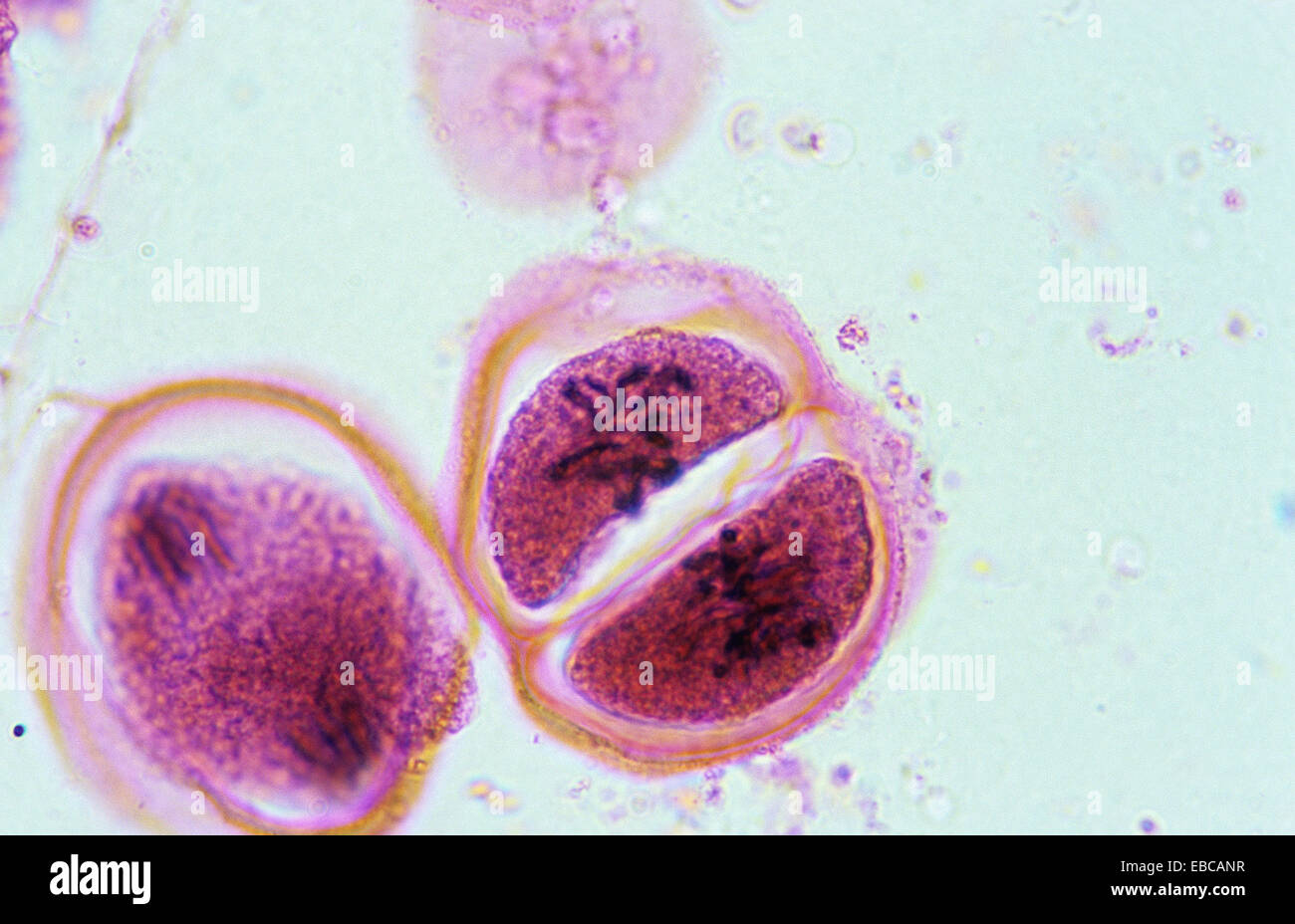 Prophase Cell Banque d'image et photos - Alamy