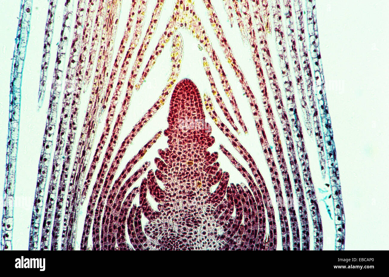 Shoot Meristem Banque d'image et photos - Alamy