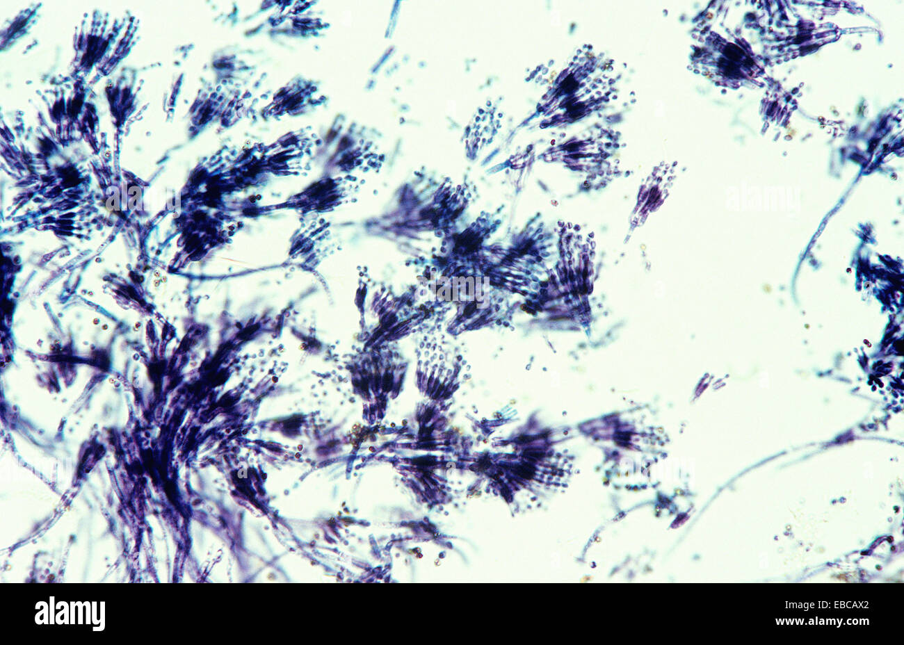 Fungus Microscope Banque d'image et photos - Alamy