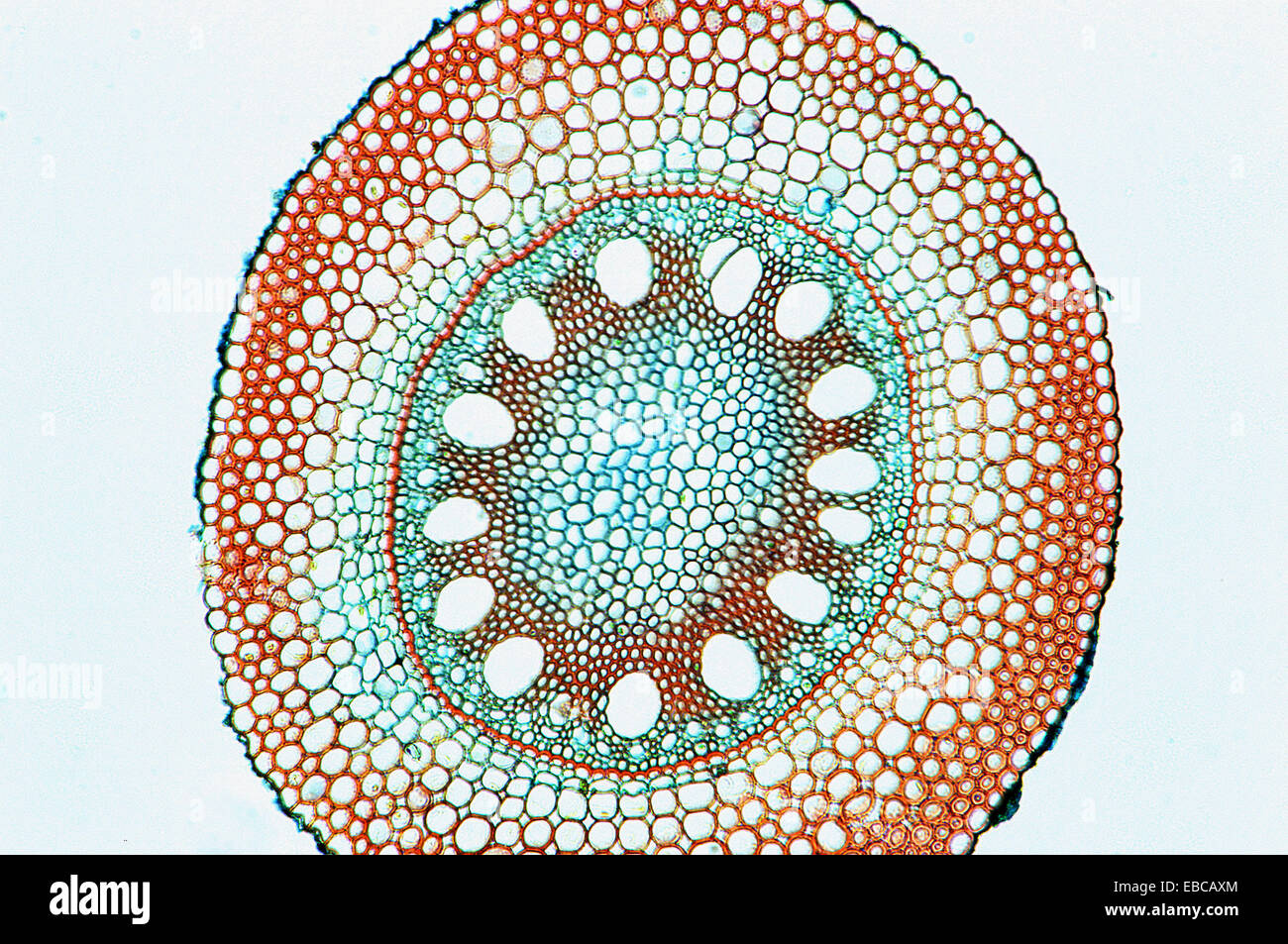 Plant Root Cross Section Microscope Banque d'image et photos - Alamy