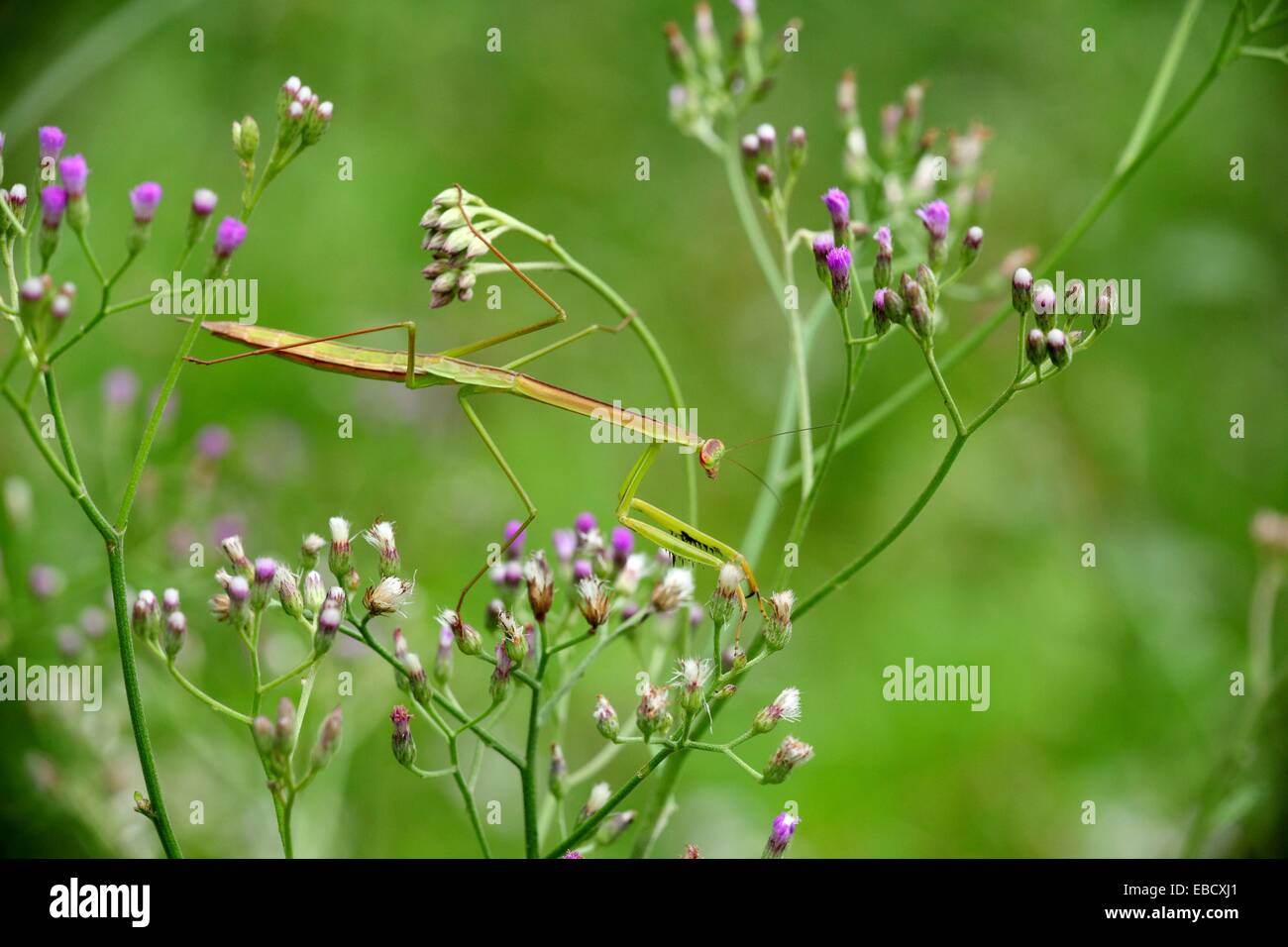 Spécimen de la famille des insectes bâton de marche commun Phasmidae se ...