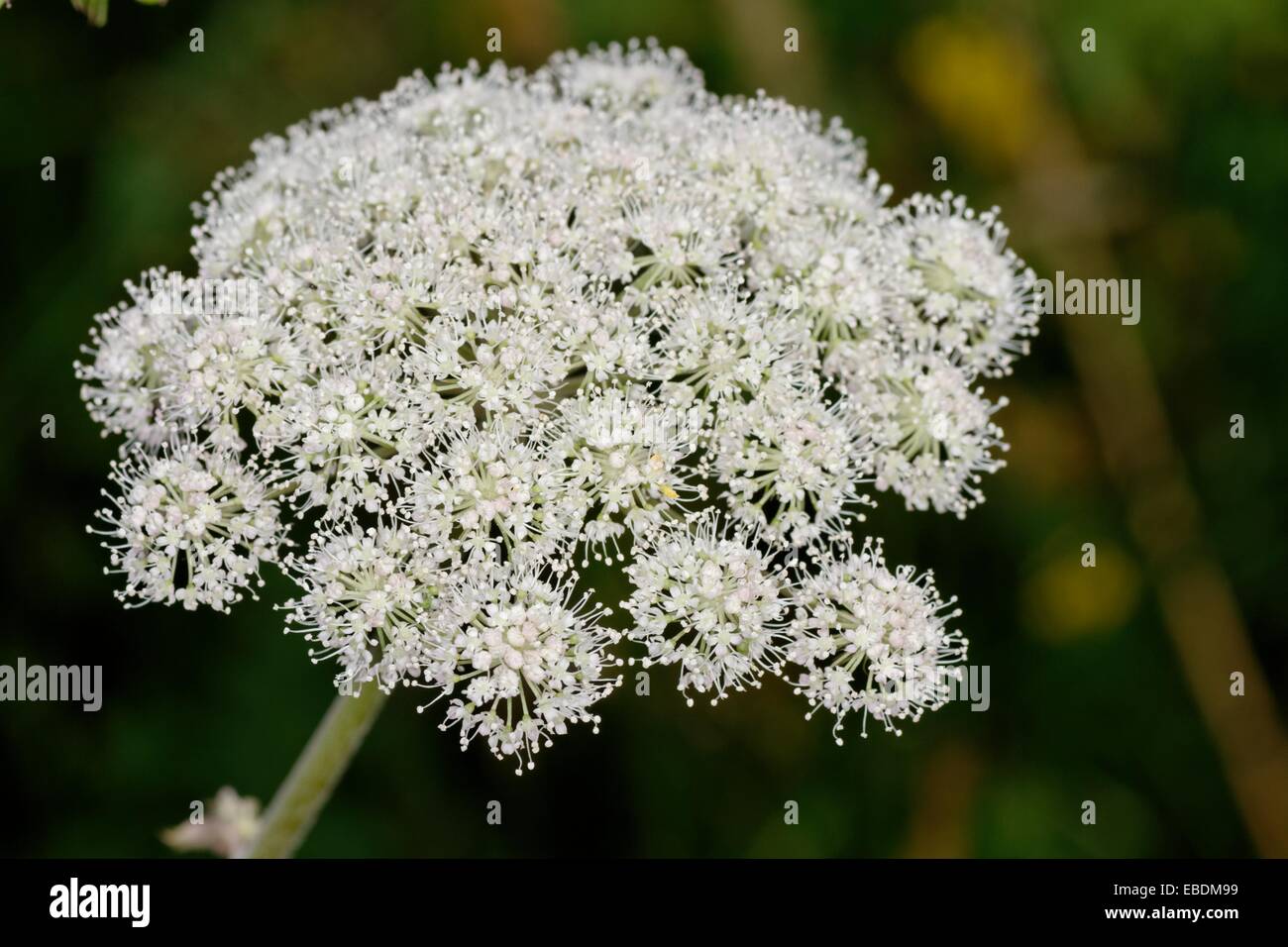 Hemlock poison hemlock conium maculatum Banque de photographies et d ...