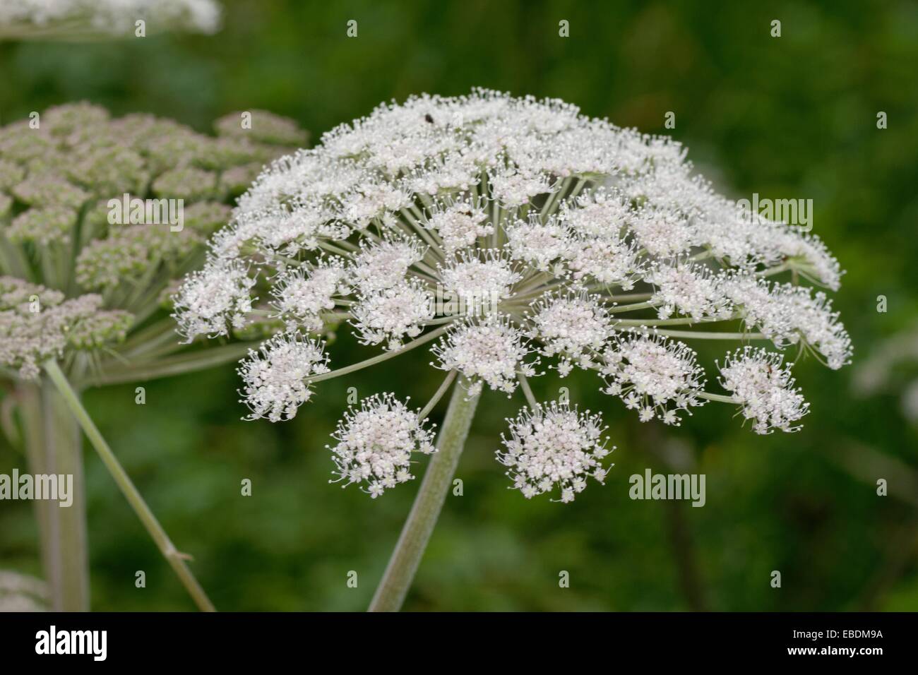 Hemlock poison hemlock conium maculatum Banque de photographies et d ...