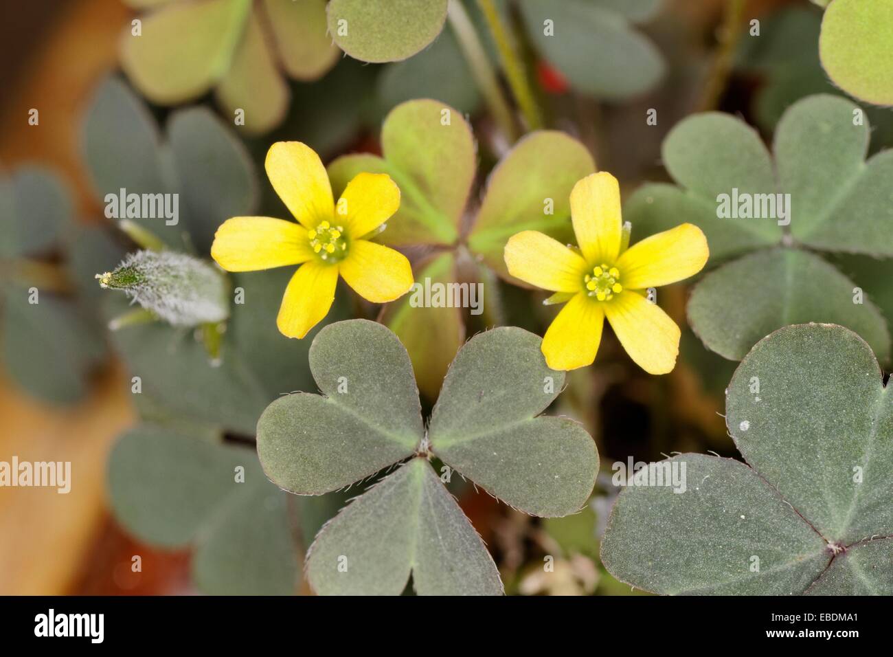 Oxalis stricta Banque de photographies et d’images à haute résolution ...
