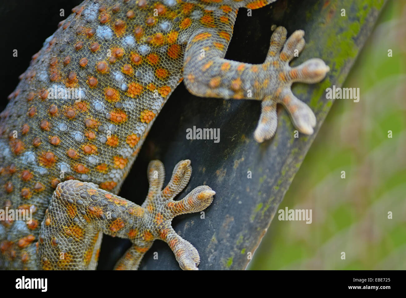 Corps de lézard Banque de photographies et d’images à haute résolution ...