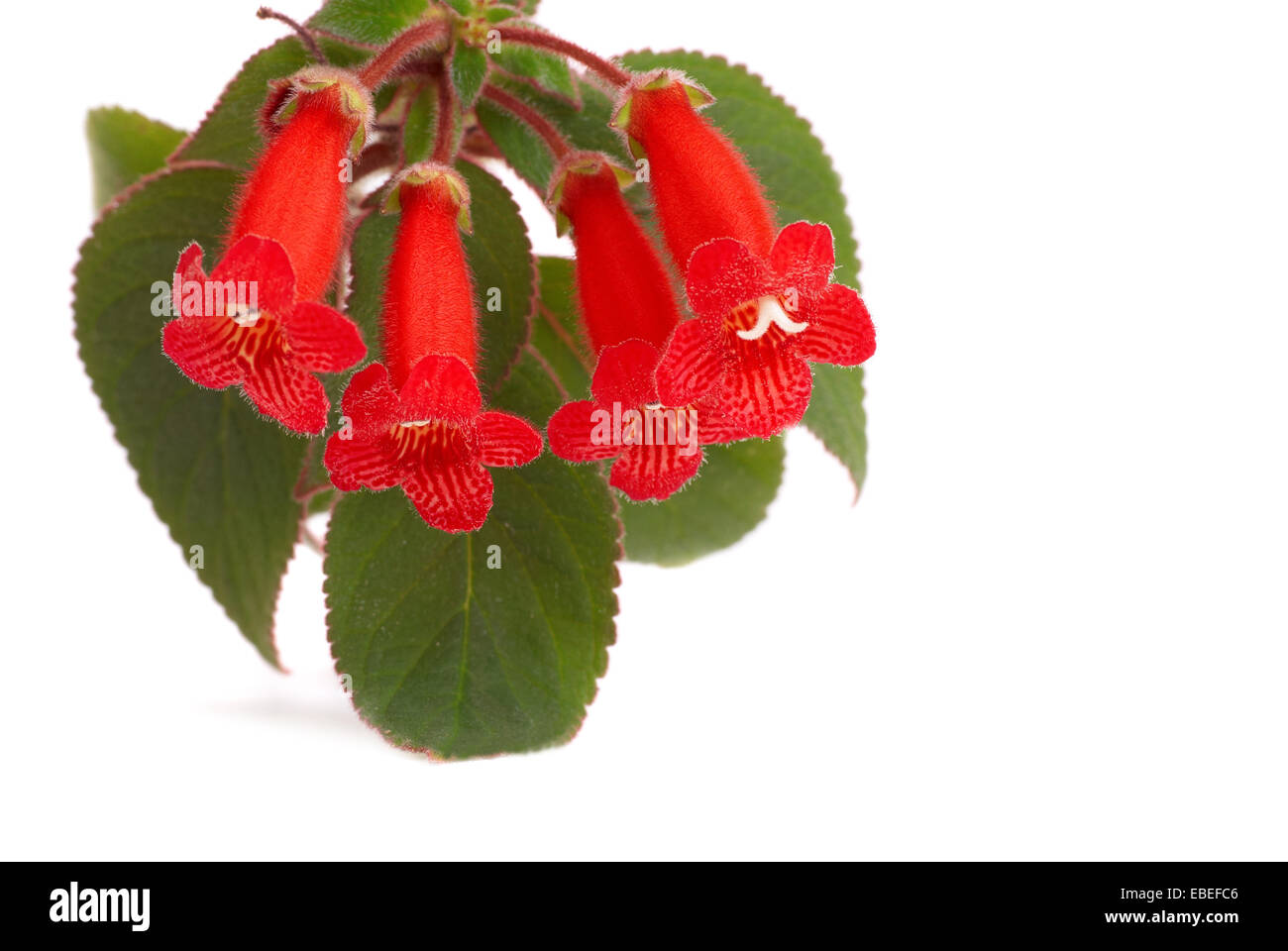 Kohleria rongo rouge Banque de photographies et d’images à haute ...