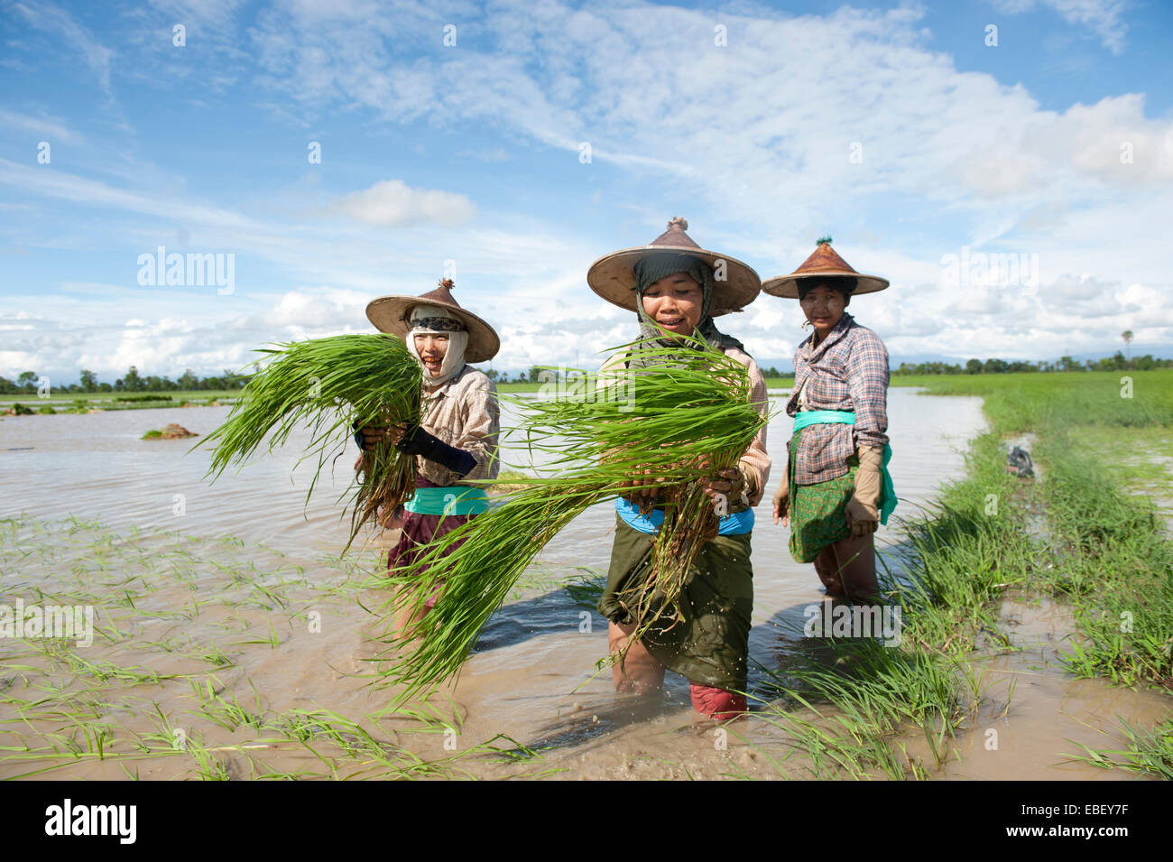 Asian Rice Field Banque De Photographies Et Dimages à Haute Résolution