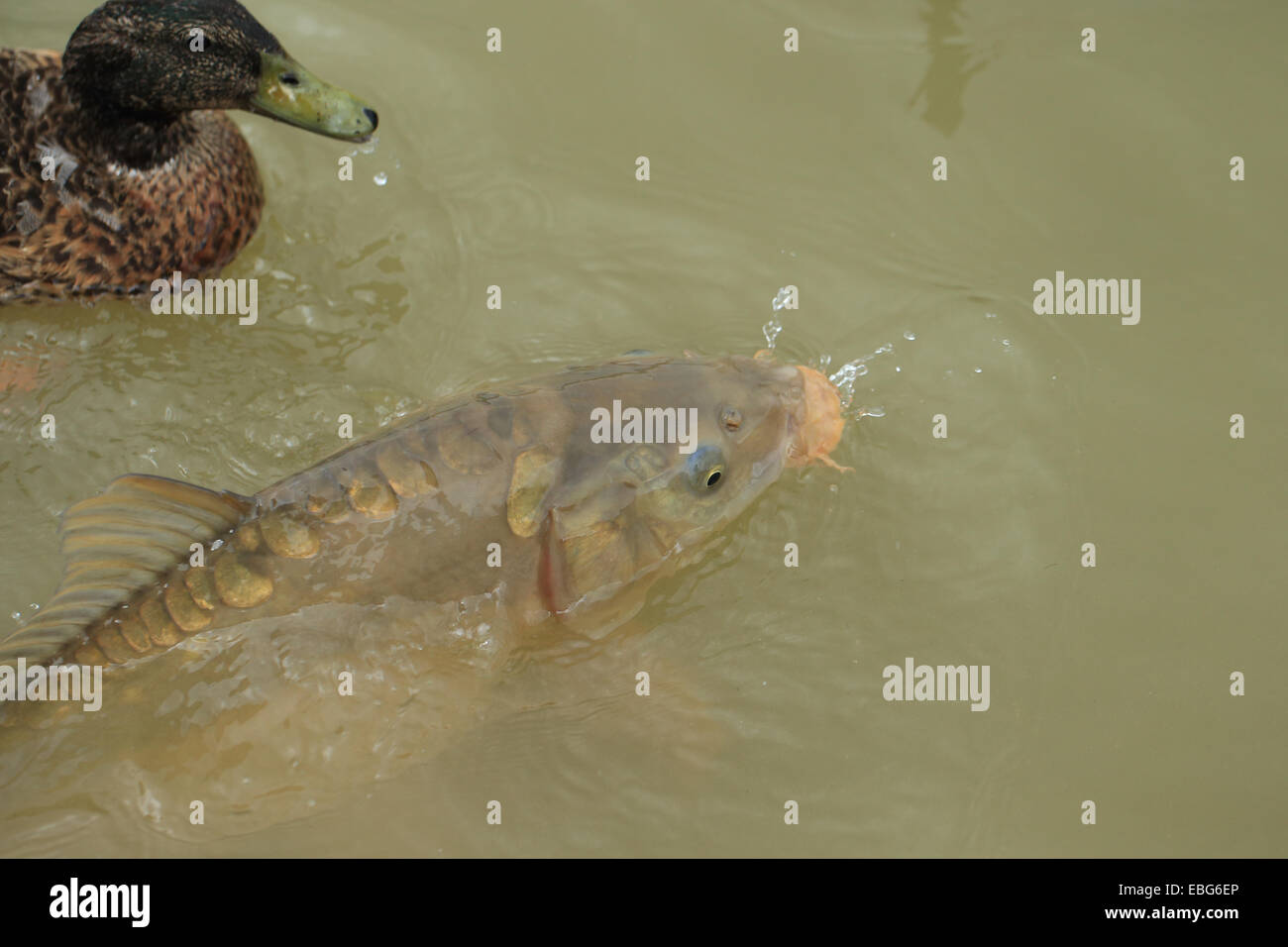 Carpe miroir Banque de photographies et d’images à haute résolution - Alamy