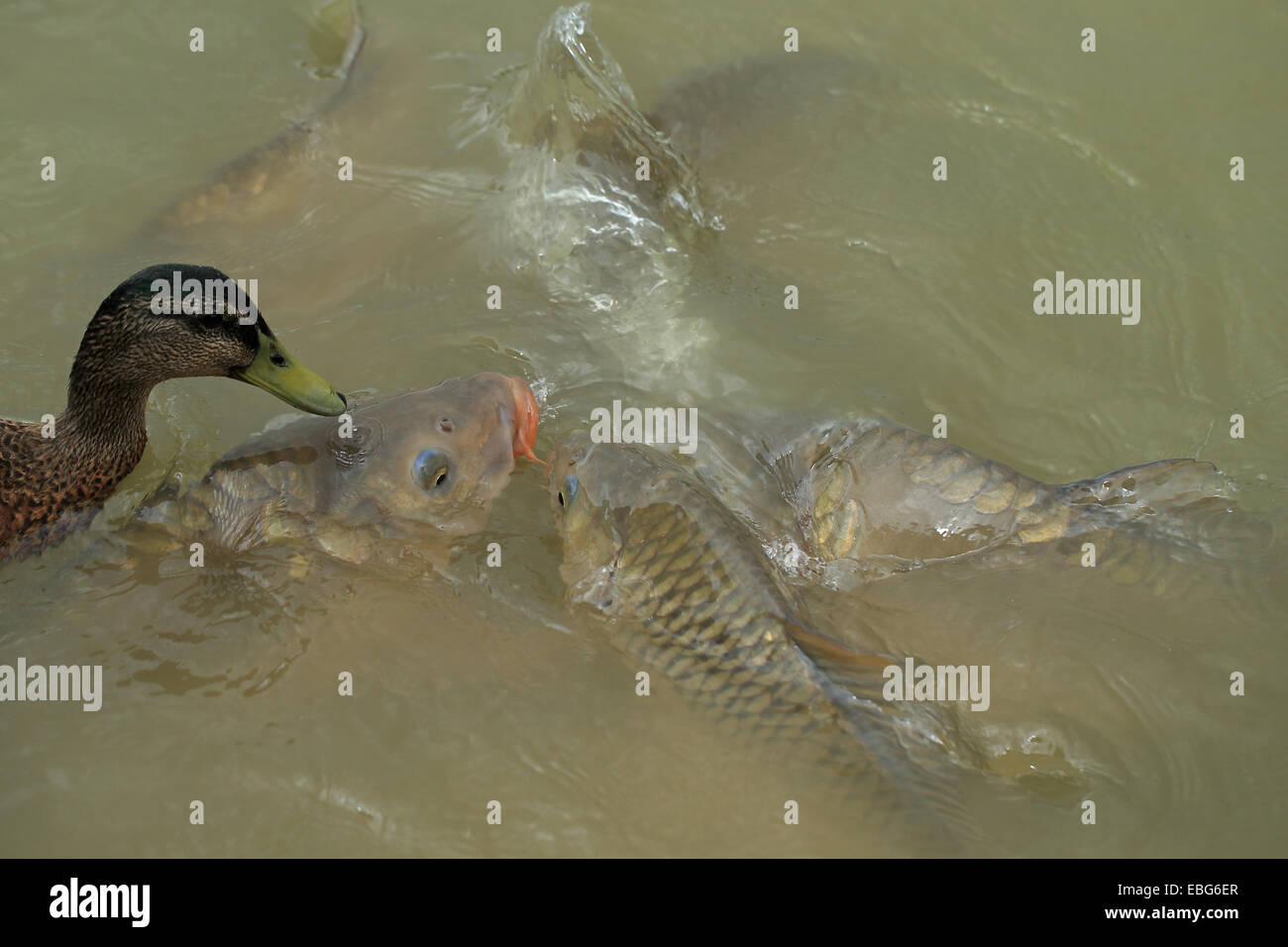 Carpe miroir Banque de photographies et d’images à haute résolution - Alamy