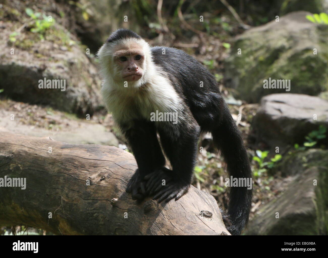 Cbentral capucin à tête blanche américaine (Cebus capucinus) alias ou à ...