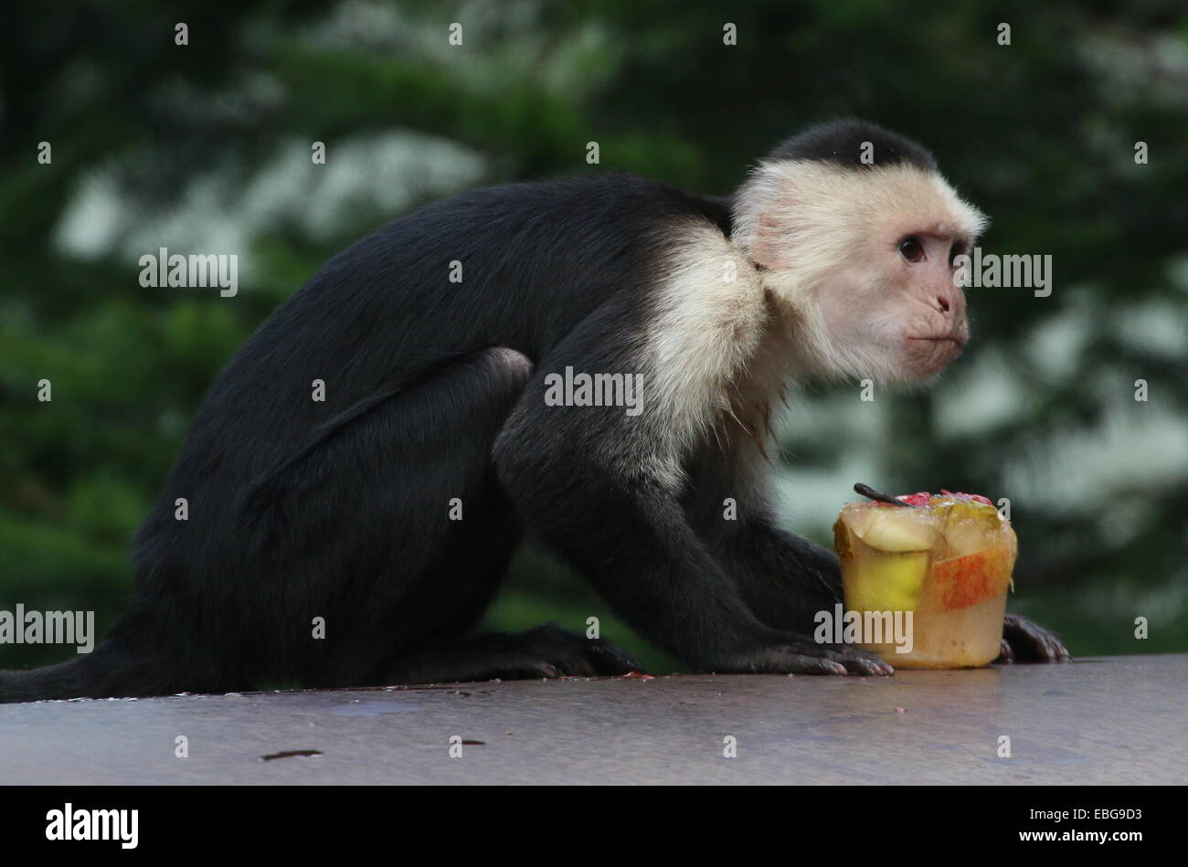 Singe capucin à tête blanche Banque de photographies et d’images à ...