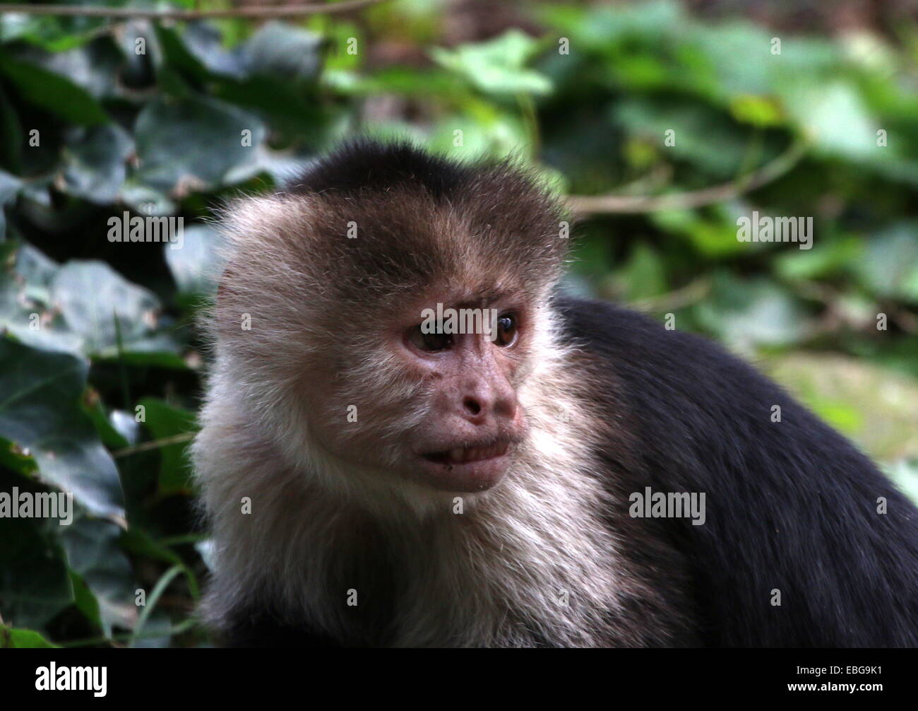 Singe capucin à tête blanche Banque de photographies et d’images à ...