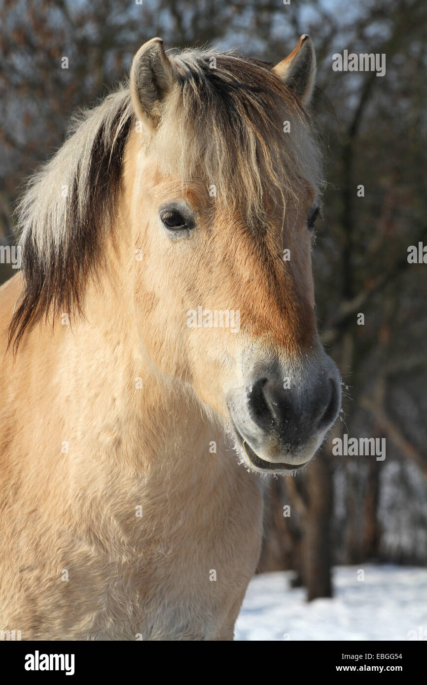 Fjord horse Banque de photographies et d’images à haute résolution - Alamy