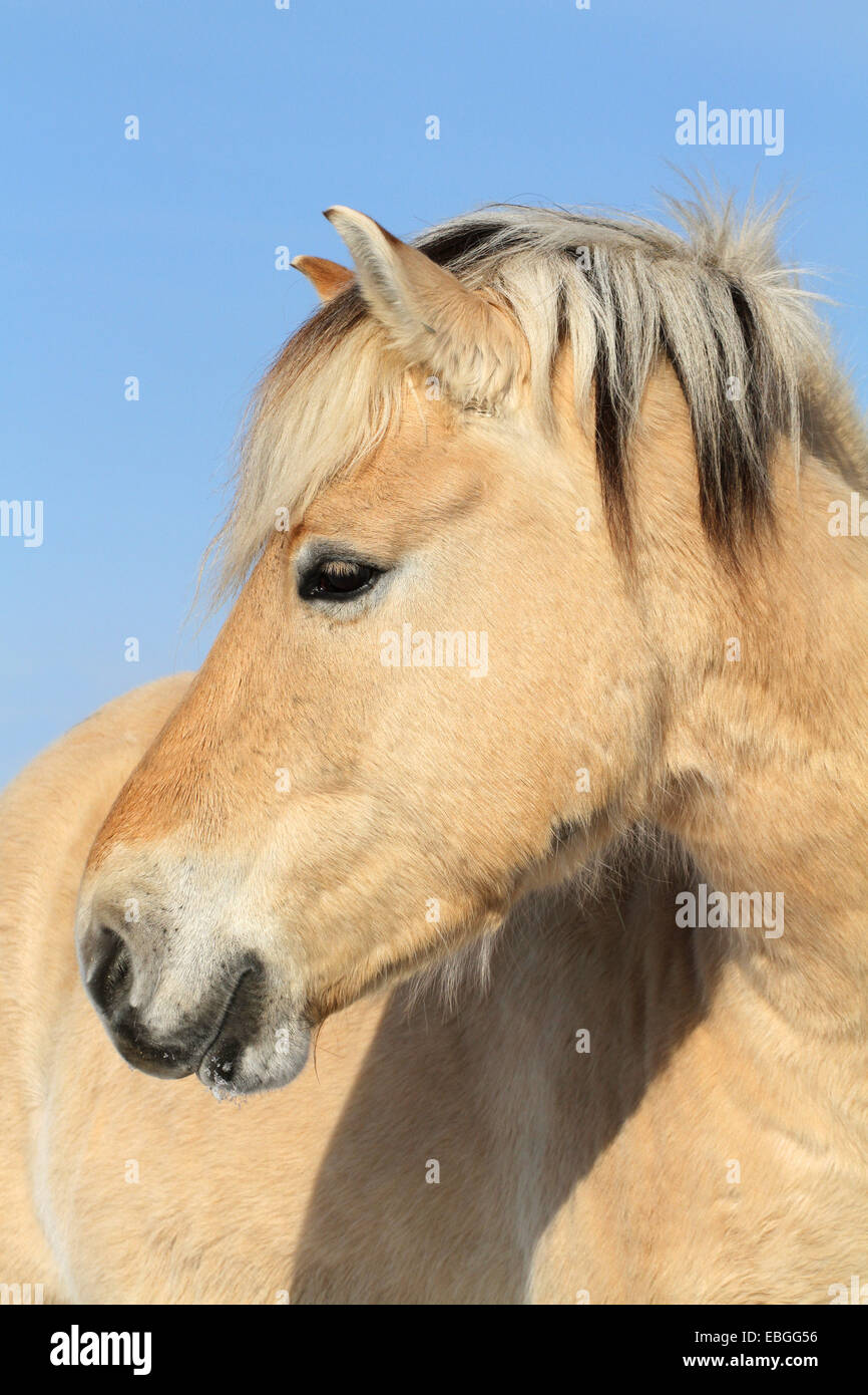 Fjord horse Banque de photographies et d’images à haute résolution - Alamy