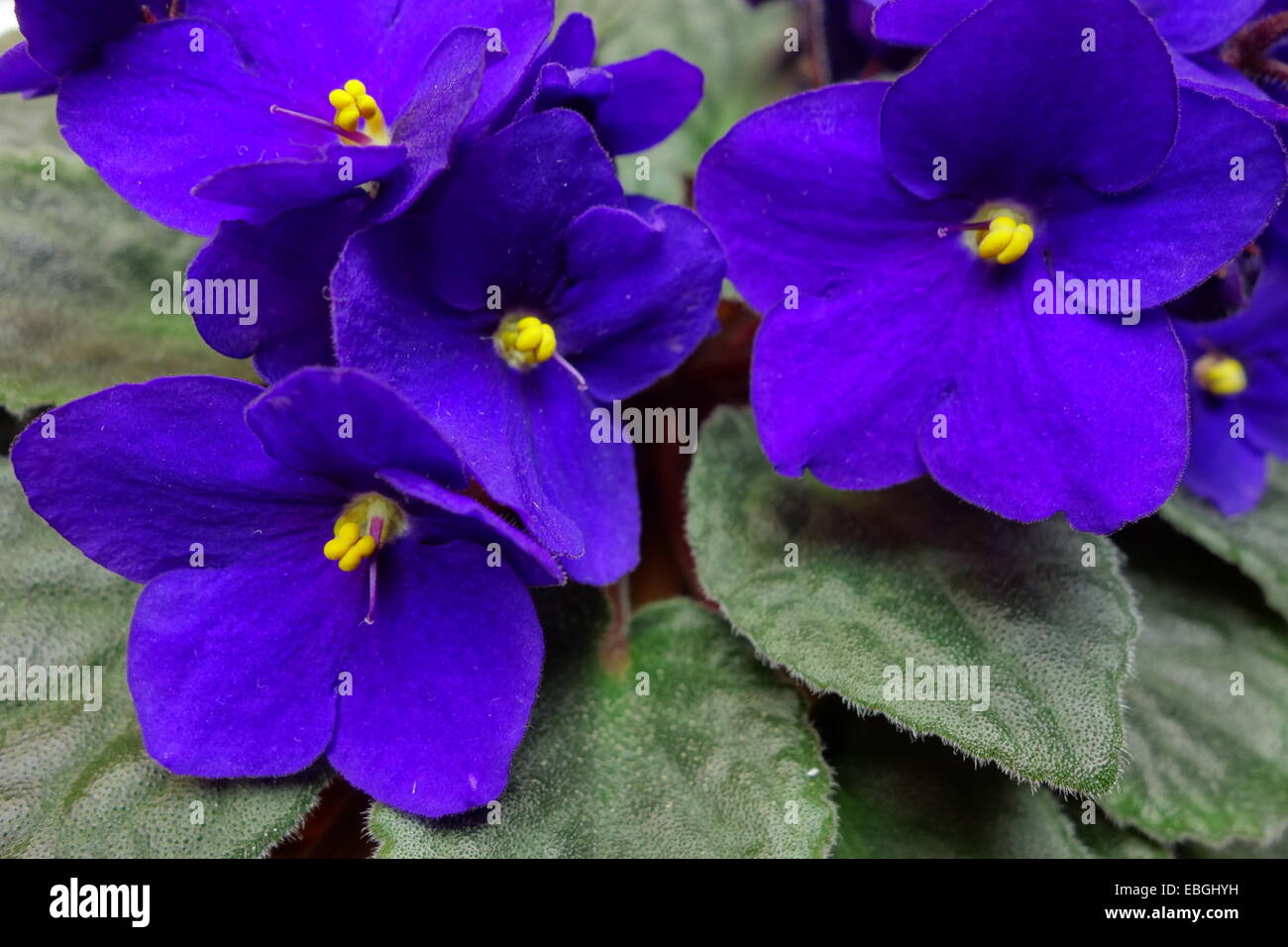 Saintpaulia ionantha violette africaine Banque d'image et photos - Alamy
