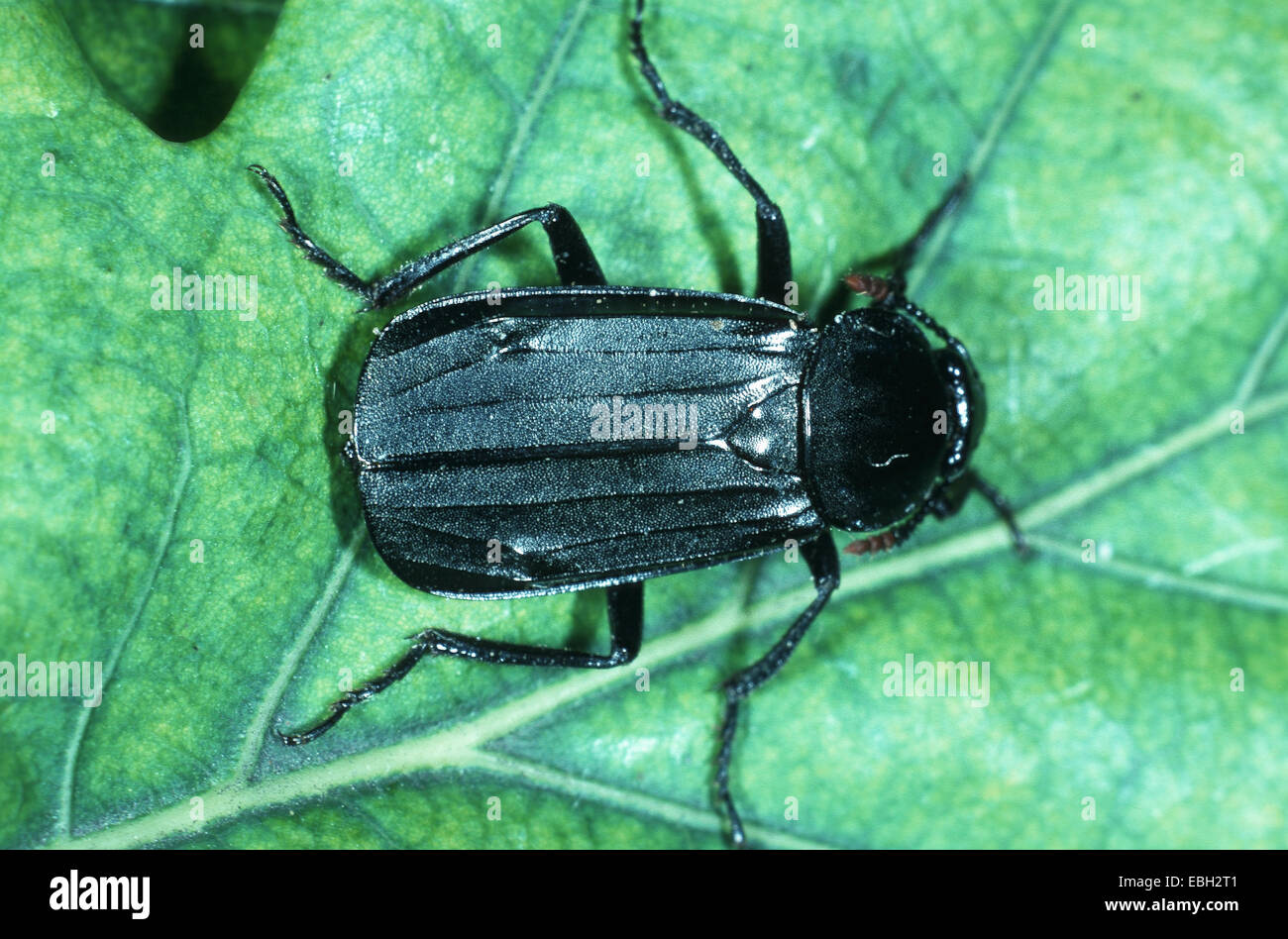 Necrodes littoralis Banque de photographies et d’images à haute ...