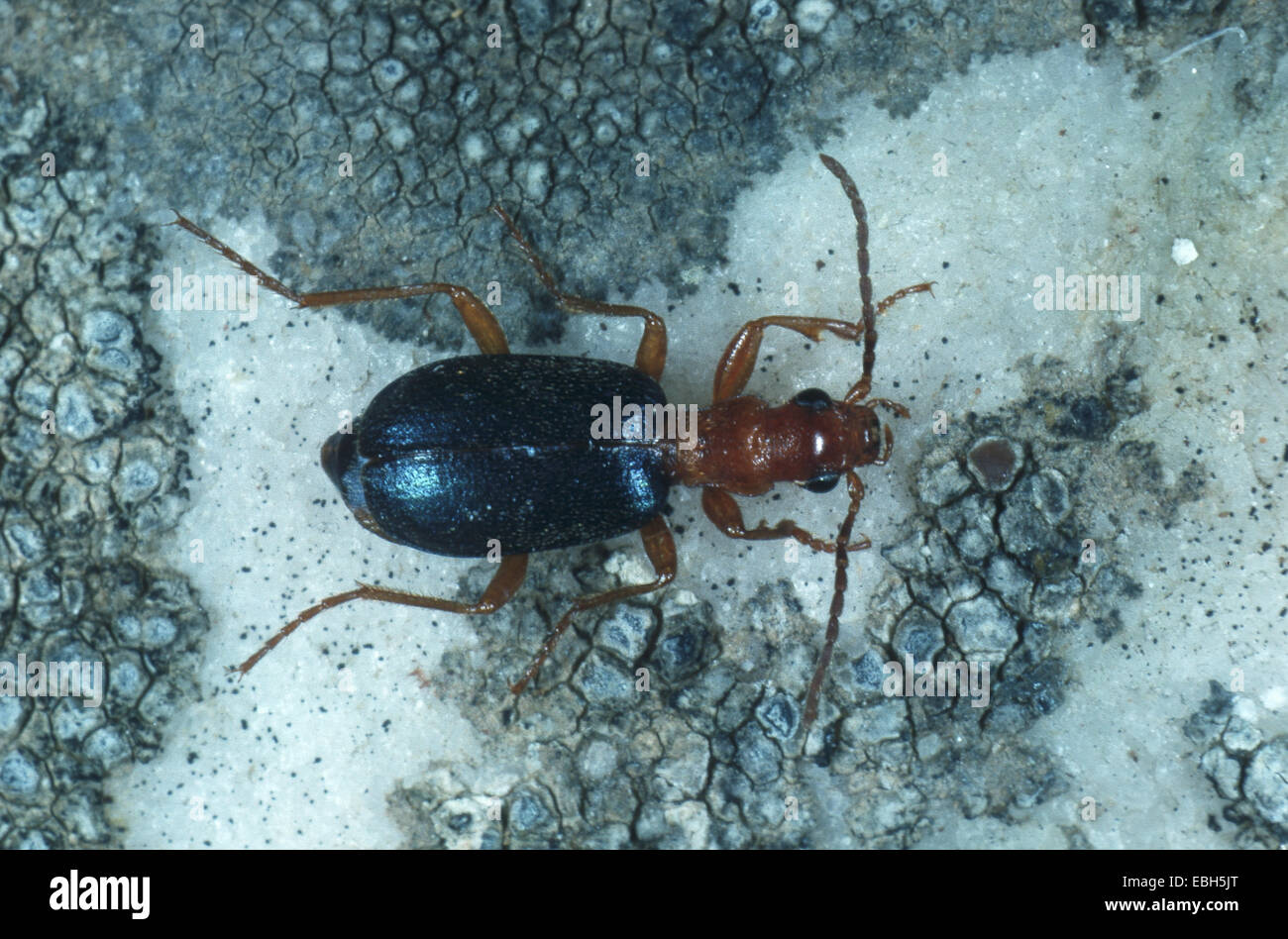 Brachinus explodens Banque de photographies et d’images à haute ...