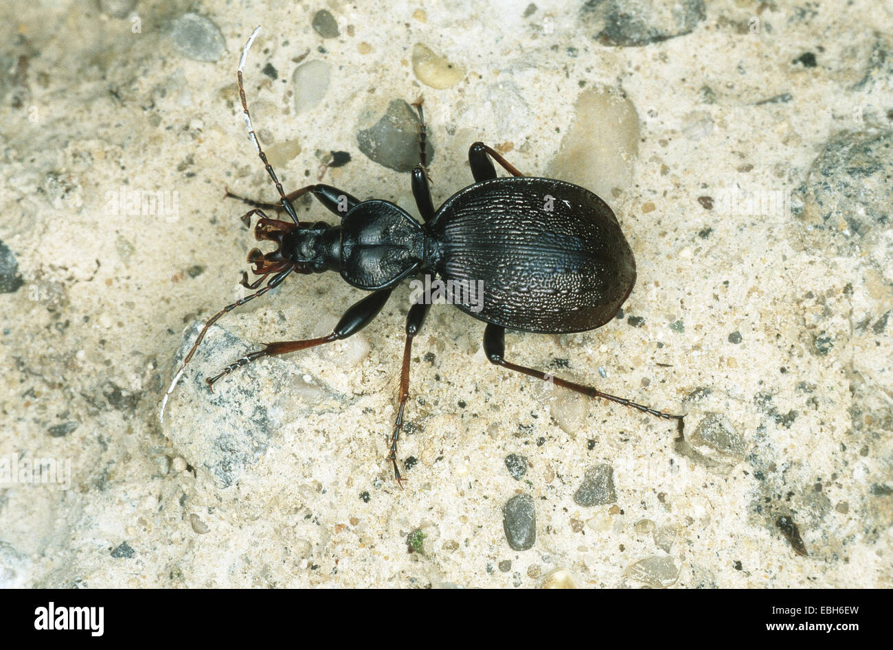 Cychrus caraboides Banque de photographies et d’images à haute ...