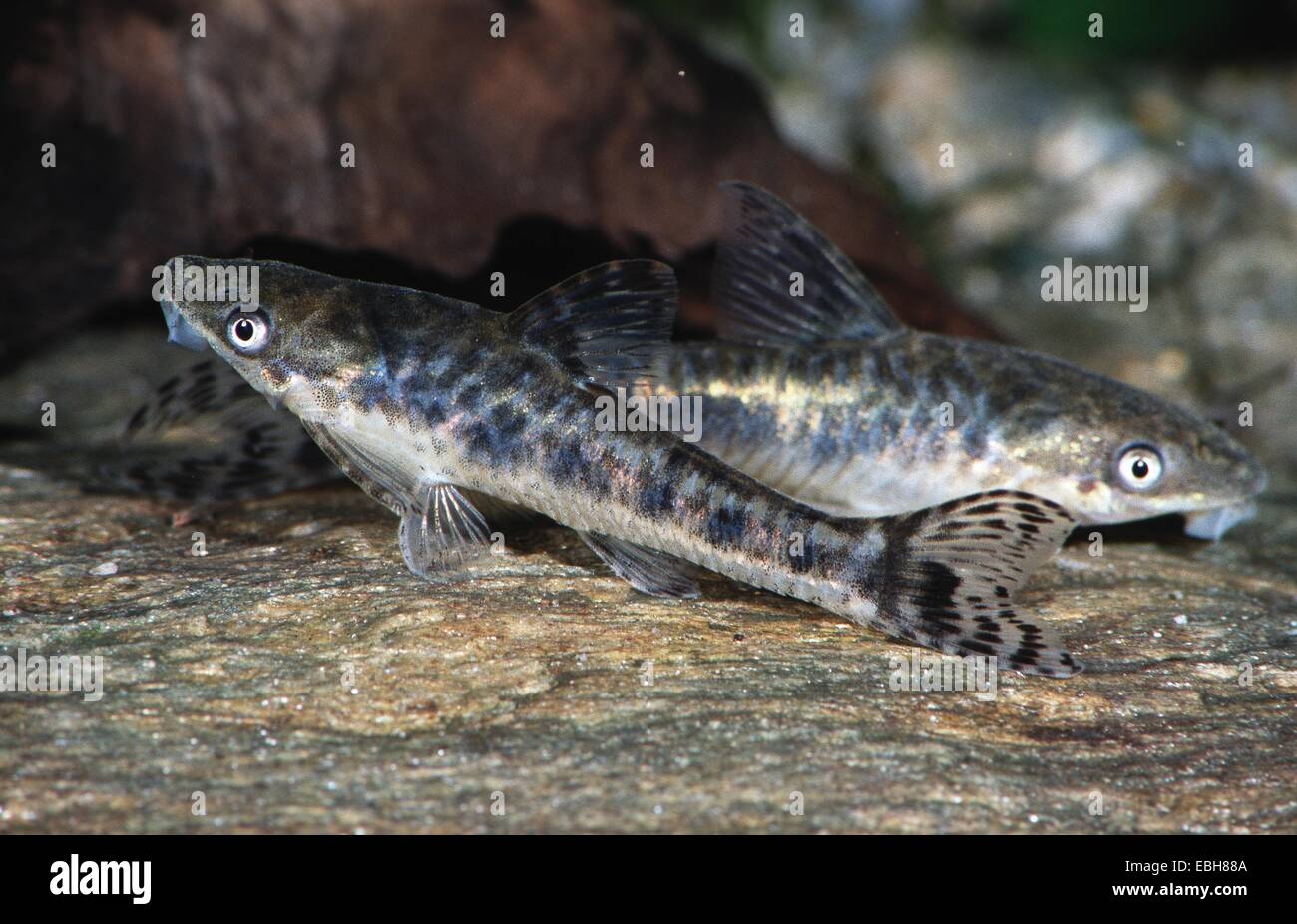 Otocinclus Banque de photographies et d’images à haute résolution - Alamy