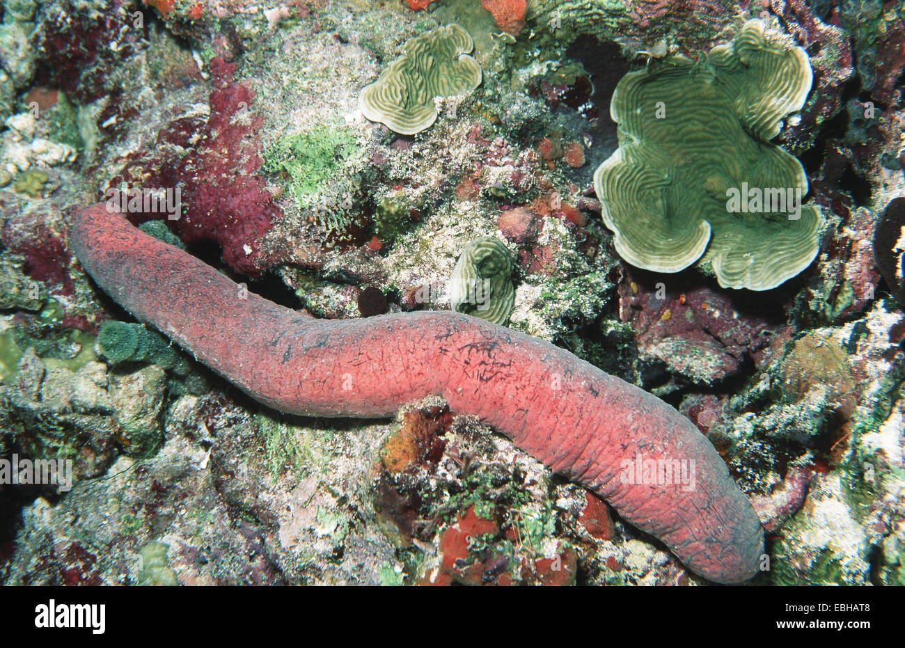 Concombre De Mer Comestible Banque d'image et photos - Alamy